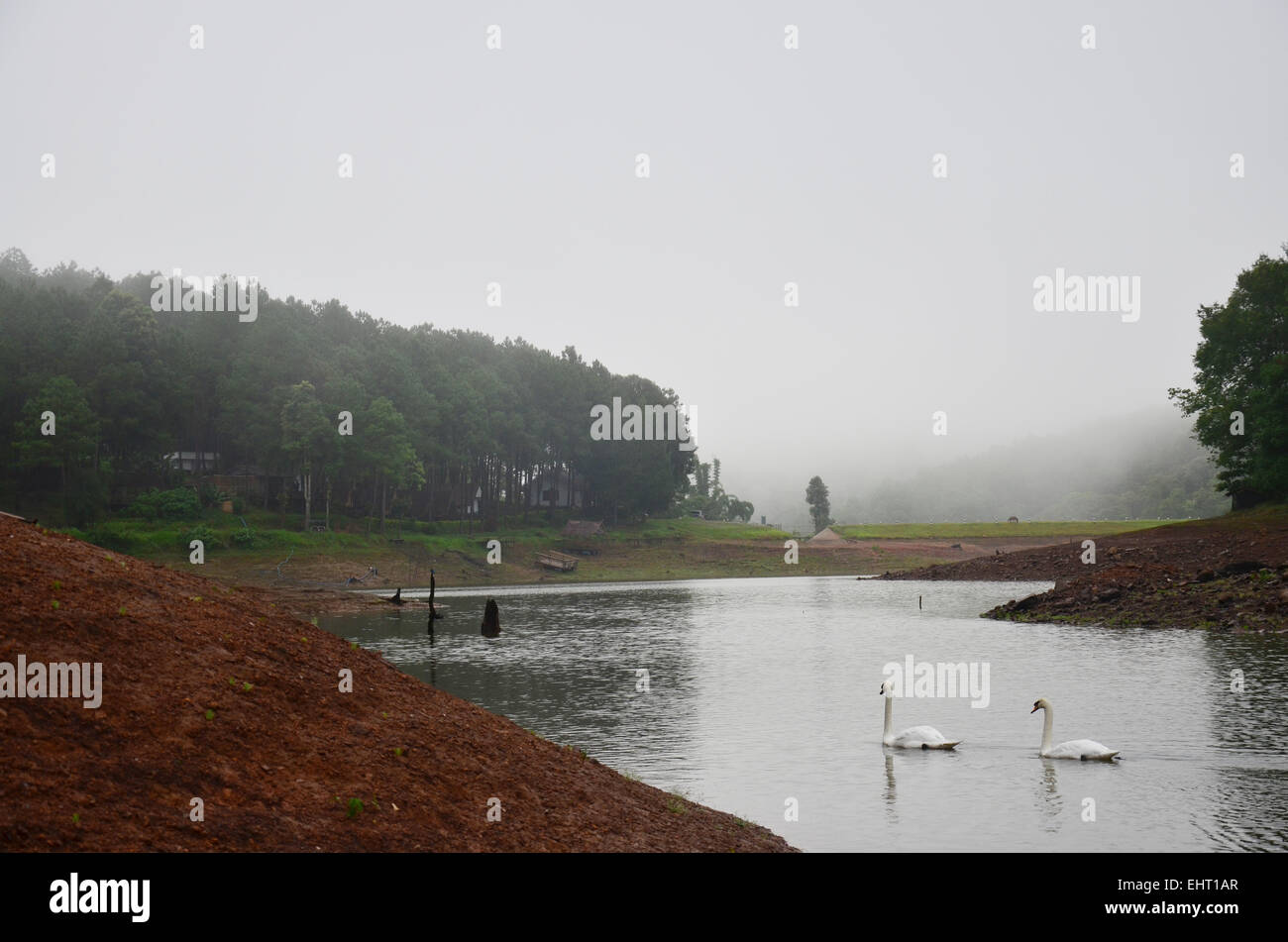 White Swans swimming at Pang Ung (Pang Oong) or Pangtong2 a large ...