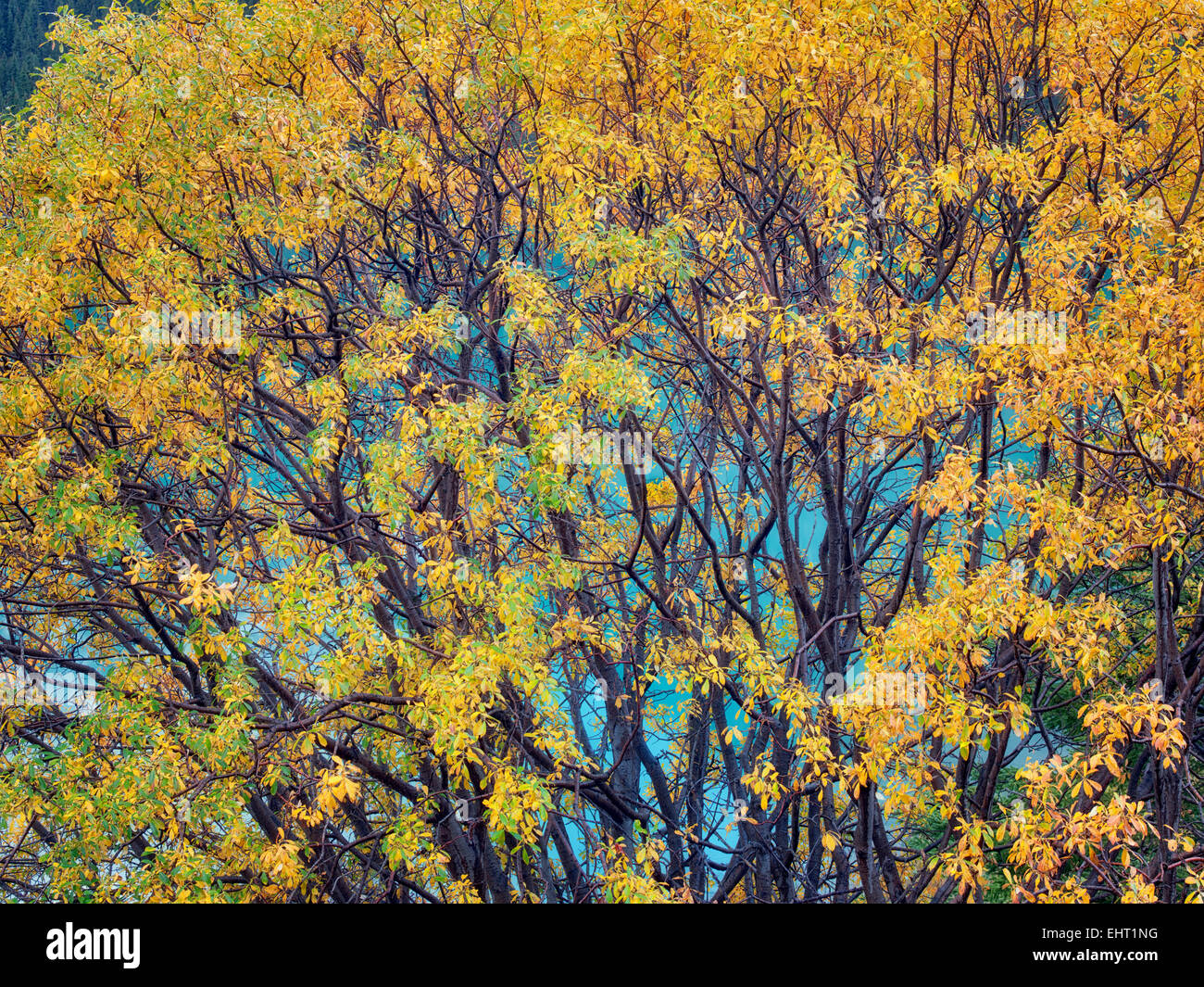 Willow tree in fall color and Waterfowl Lakes. Banff National Park ...