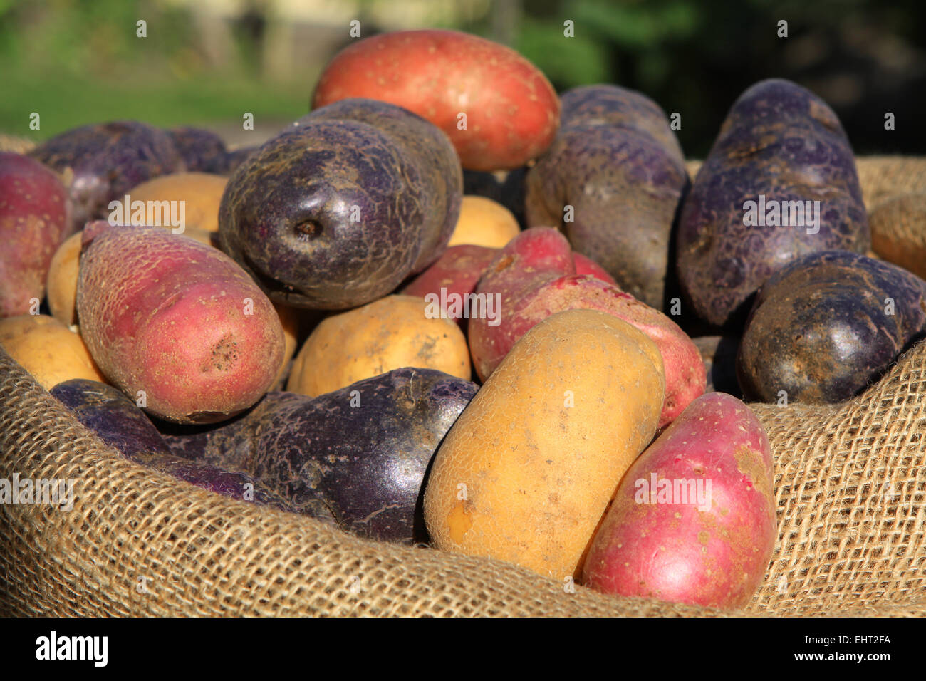 Bamberger potato hi-res stock photography and images - Alamy