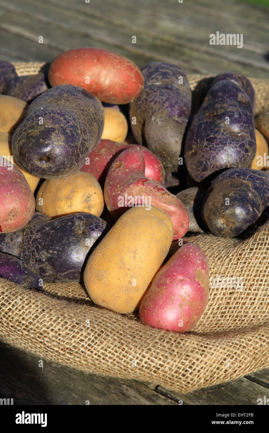 Alte kartoffel hi-res stock photography and images - Alamy