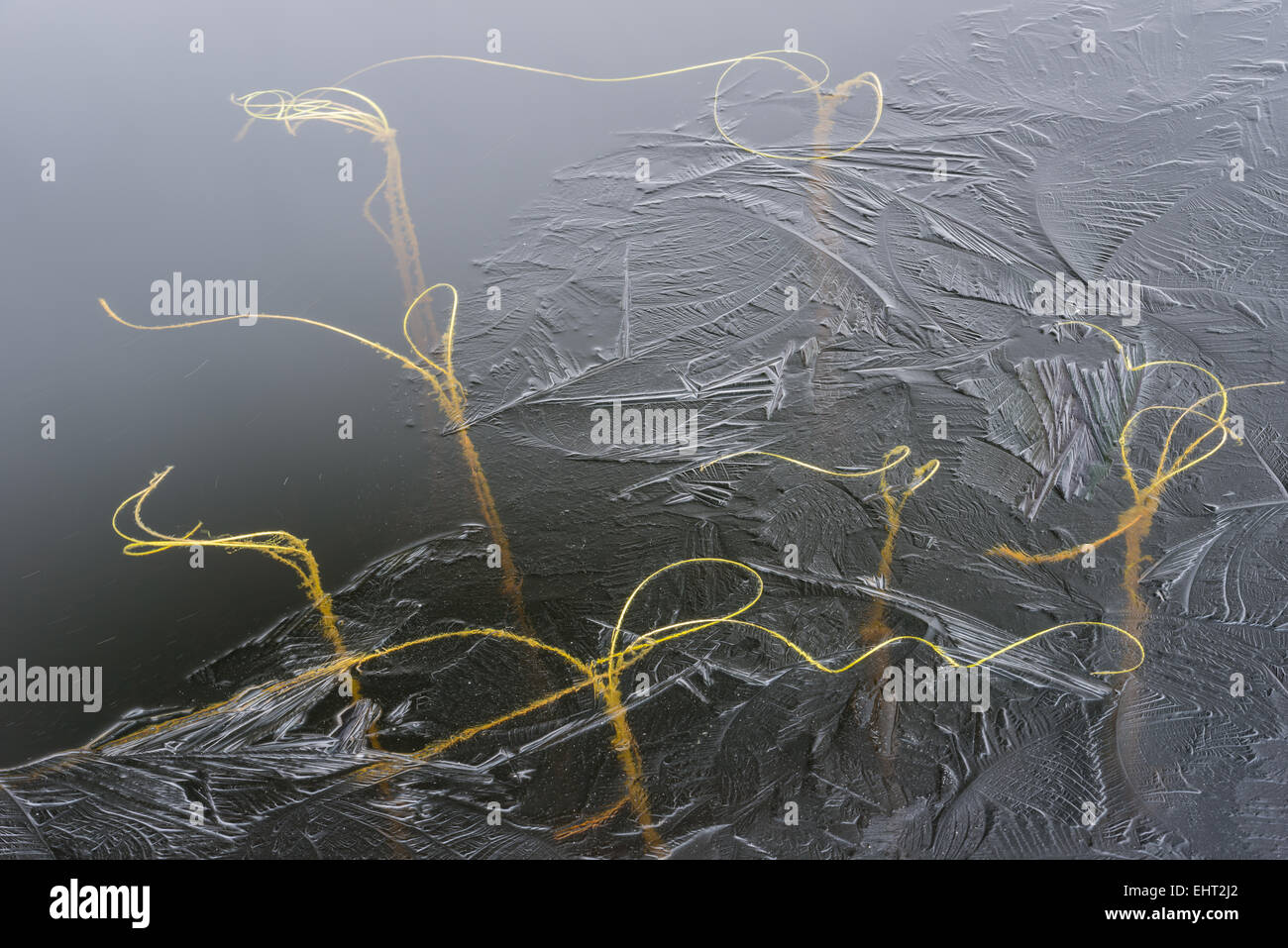 reed frozen in ice, Lapland, Sweden Stock Photo - Alamy