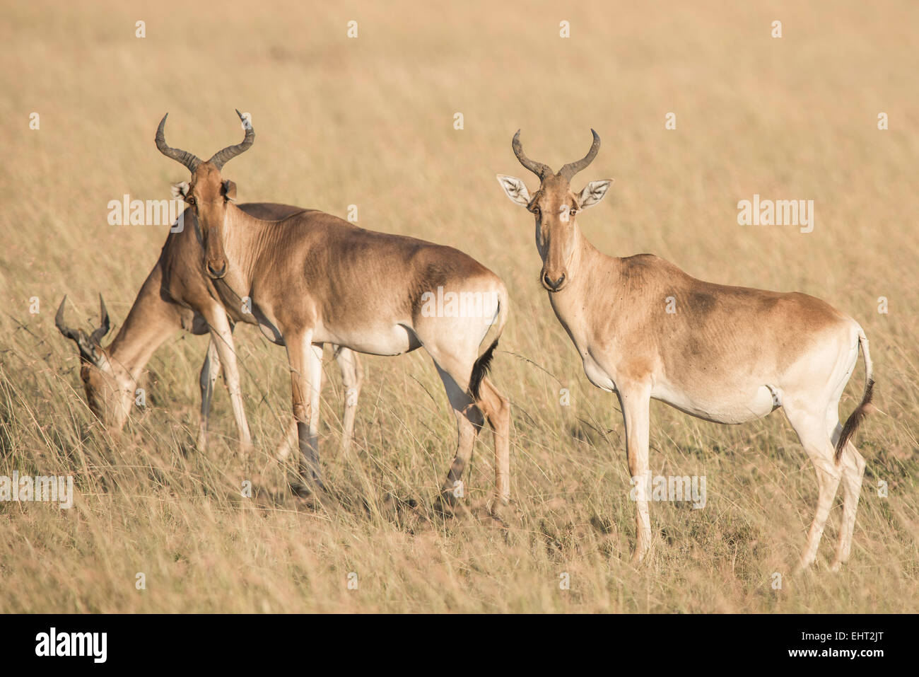 Kongoni antelope hi-res stock photography and images - Alamy