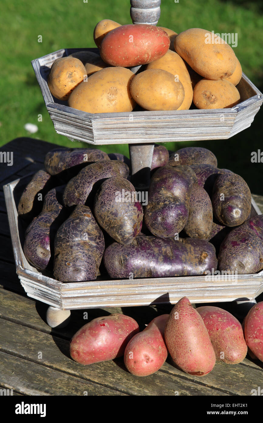 Bamberger potato hi-res stock photography and images - Alamy