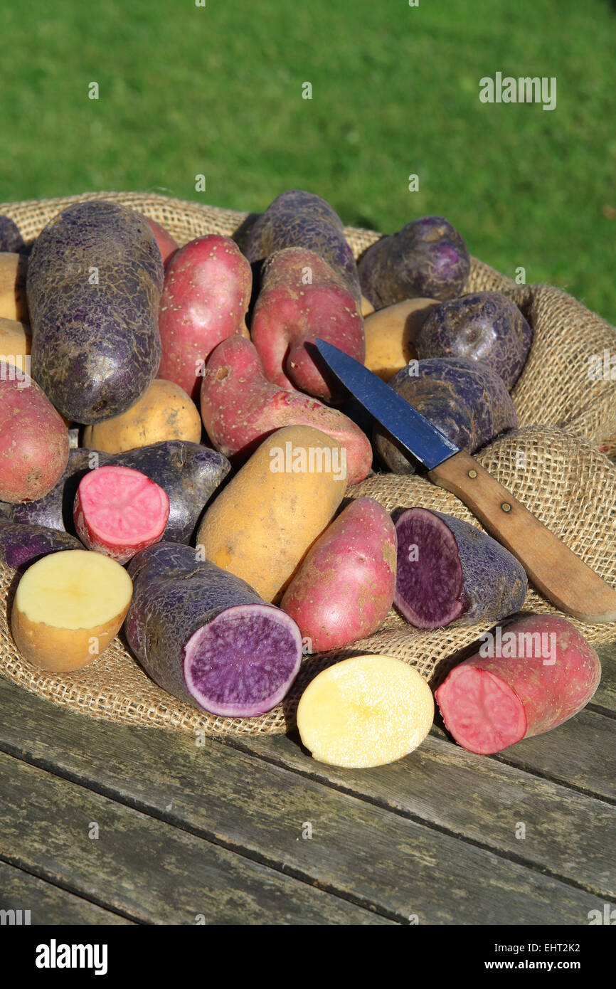 Bamberger potato hi-res stock photography and images - Alamy