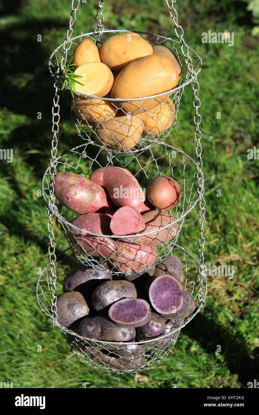Bamberger potato hi-res stock photography and images - Alamy