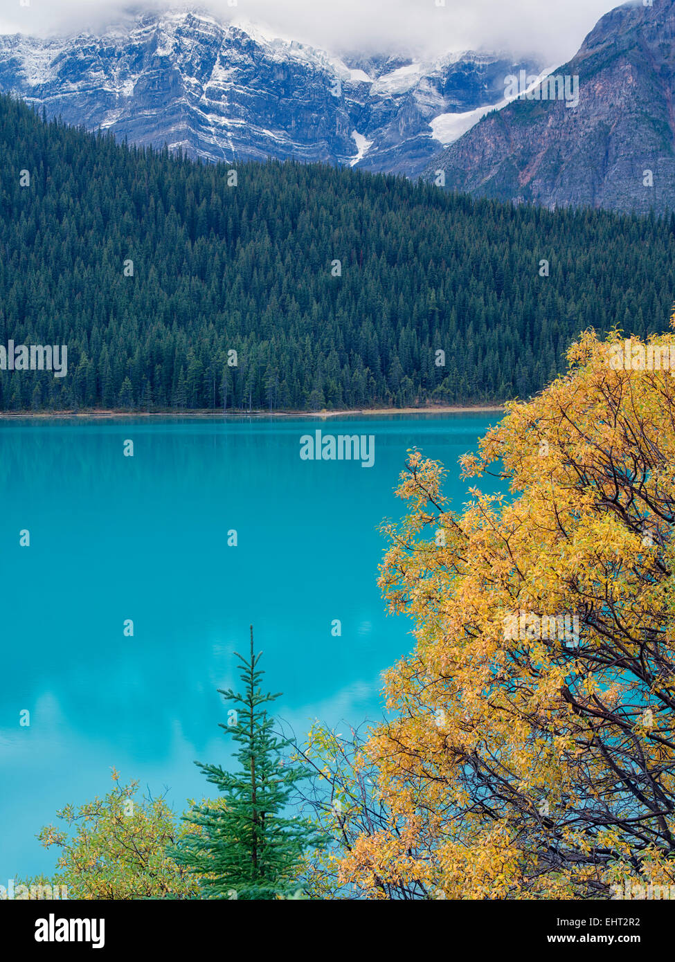 Willow tree in fall color and Waterfowl Lakes. Banff National Park ...