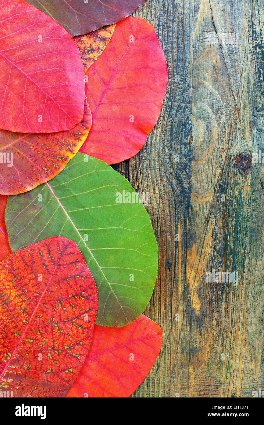 Beautiful brown leaves hi-res stock photography and images - Alamy