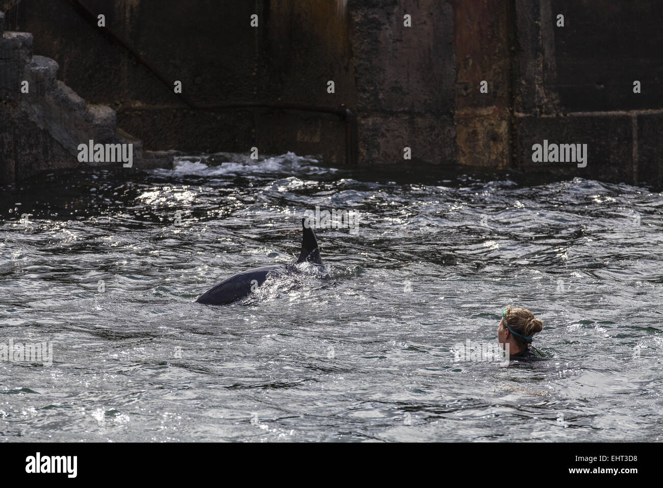 Dolphin (Tursiops truncatus Stock Photo - Alamy