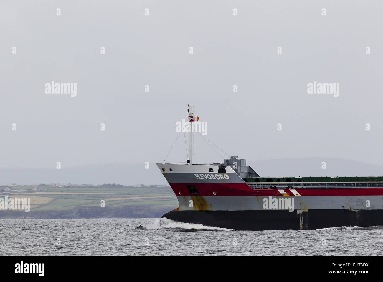 Dolphin (Tursiops truncatus Stock Photo - Alamy