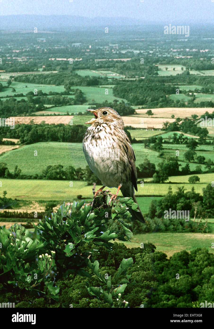 Male in song. Springhead Hill, looking North accross the Weald Stock ...