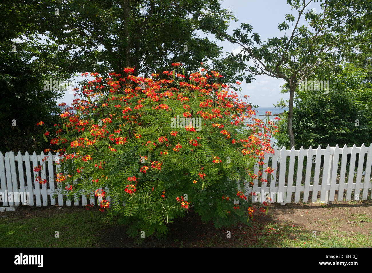 Bush of flaming scarlet flowers in Lutheran cemetery in Trinidad ...