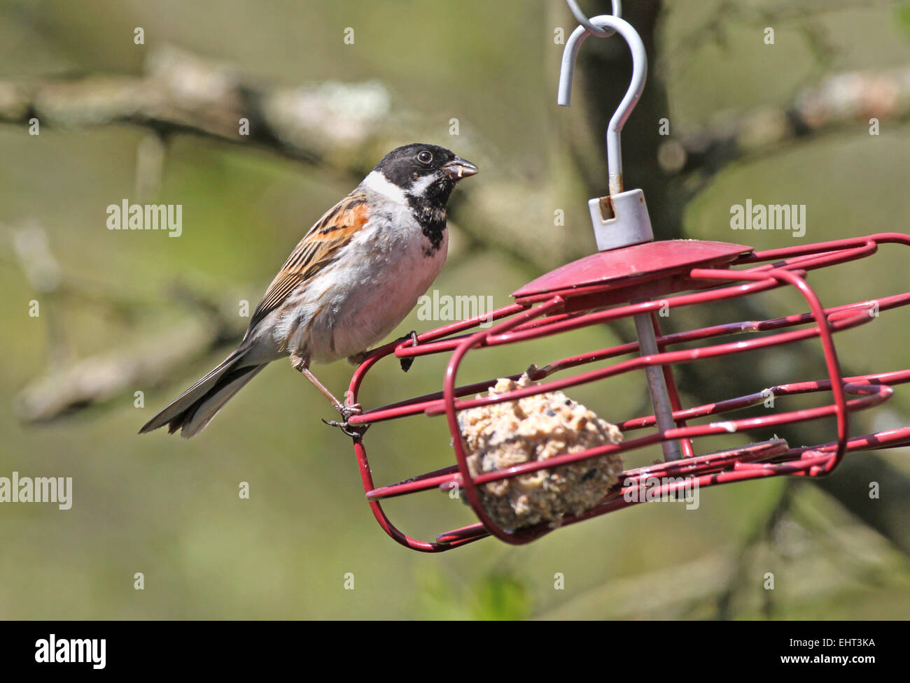 Male Reed Bunting perched on a fat ball feeder in a garden Stock Photo ...