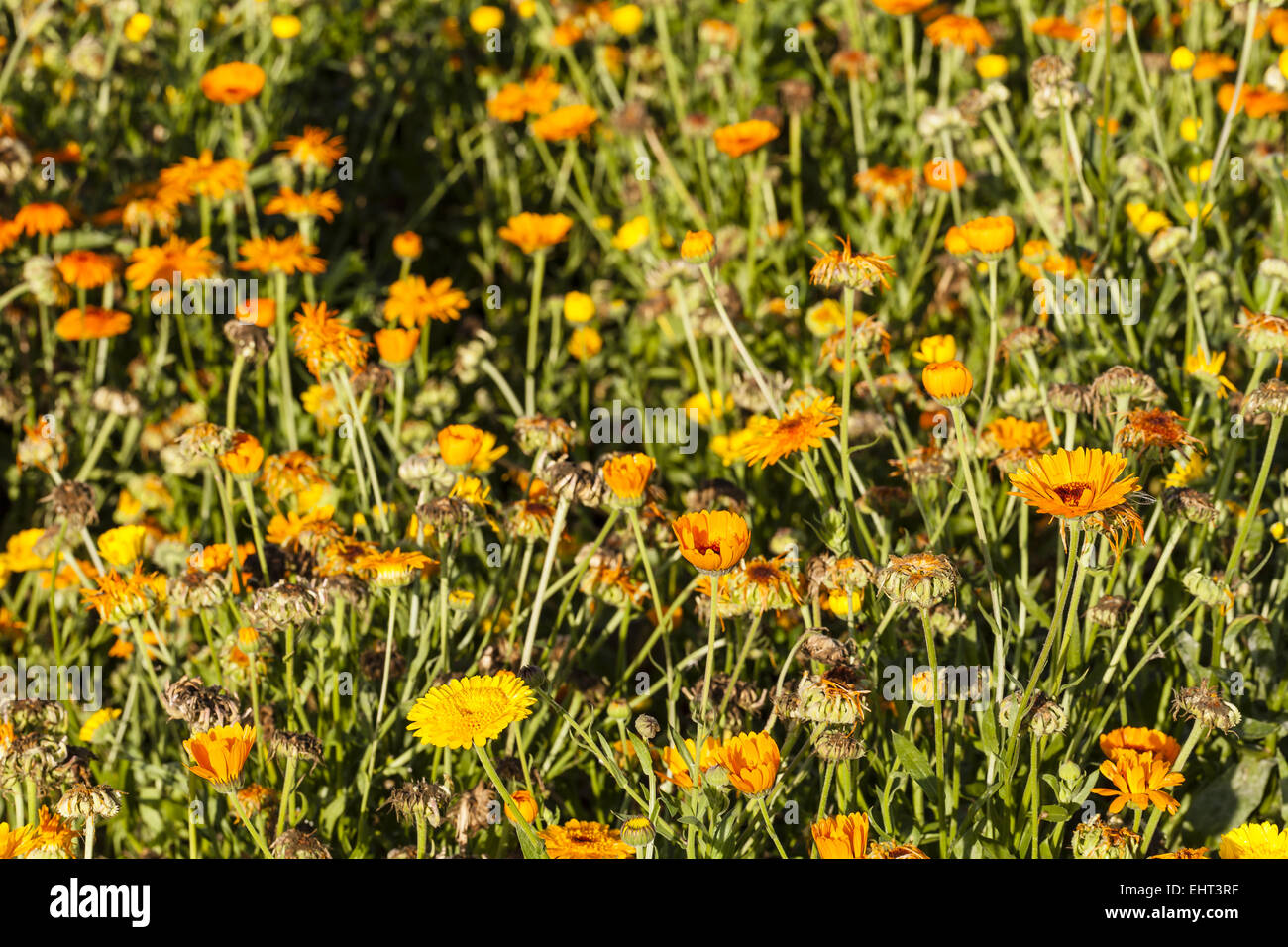 Marigold (Calendula officinalis Stock Photo - Alamy