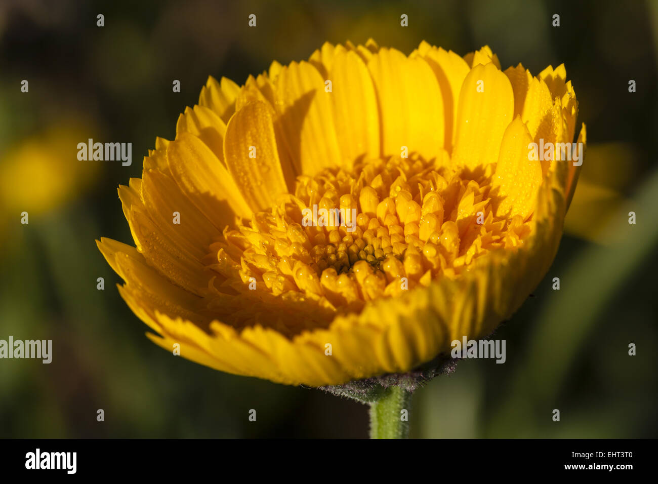Marigold (Calendula officinalis Stock Photo - Alamy