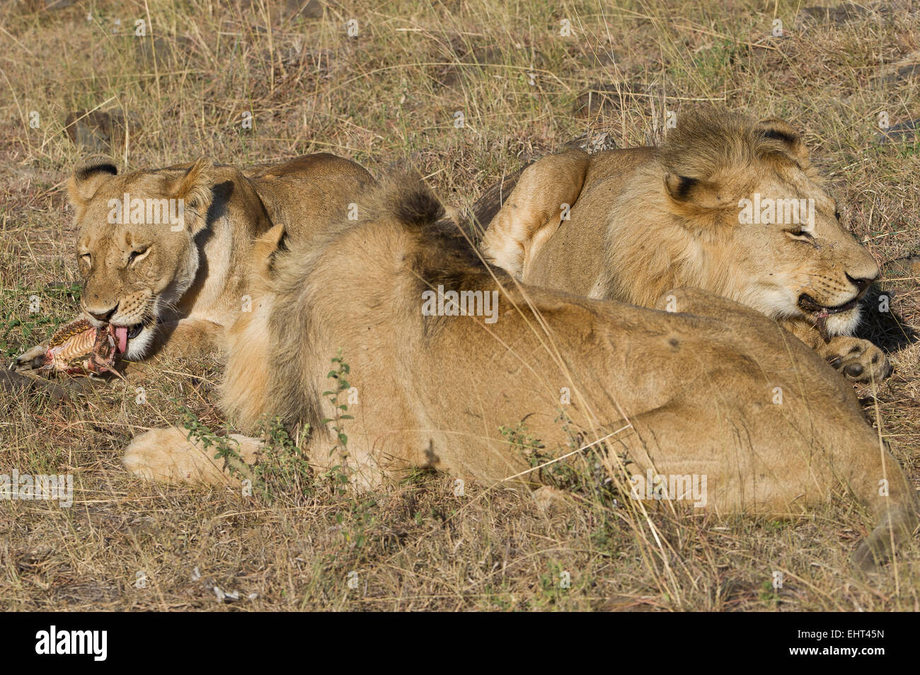 Lion, Loewe, Panthera leo Stock Photo - Alamy