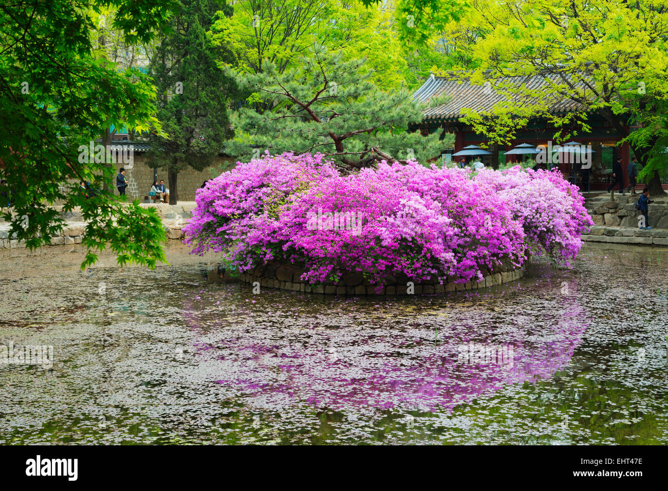 Traditional korean flowers hi-res stock photography and images - Alamy