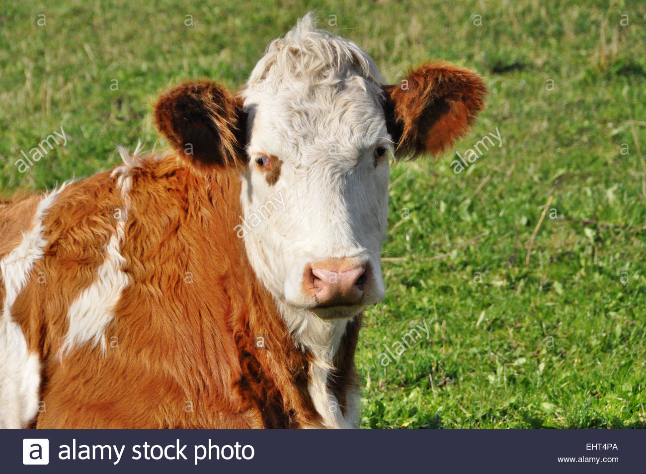 A Cow Cub Stock Photos & A Cow Cub Stock Images - Alamy