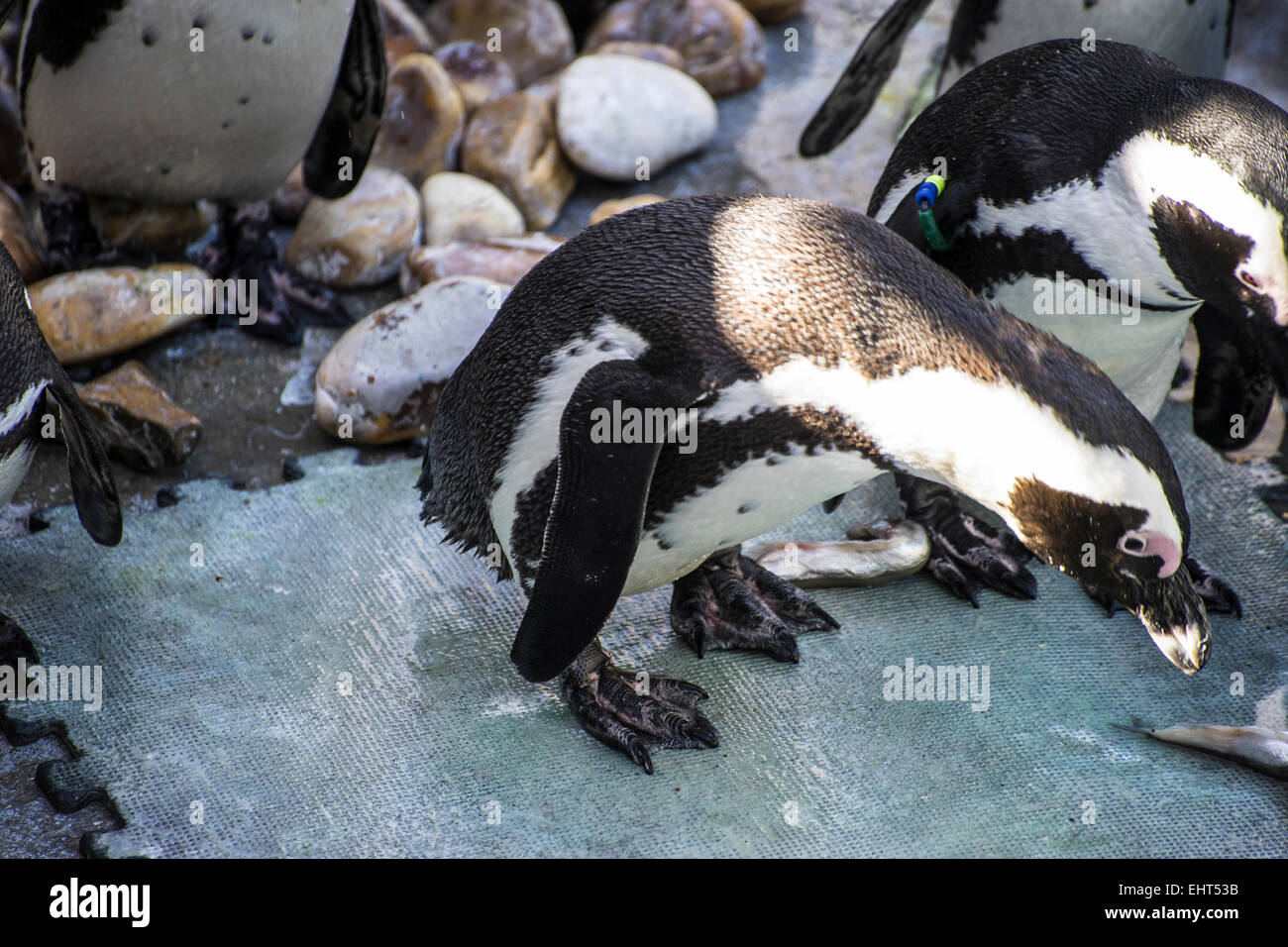 beautiful and funny penguin sun in a peer group Stock Photo - Alamy