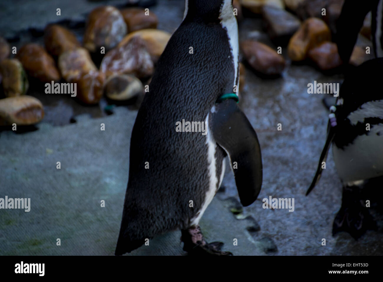 beautiful and funny penguin sun in a peer group Stock Photo - Alamy