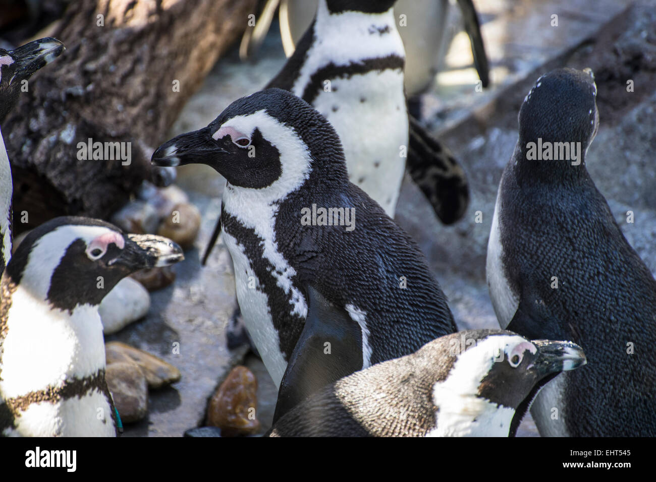 beautiful and funny penguin sun in a peer group Stock Photo - Alamy