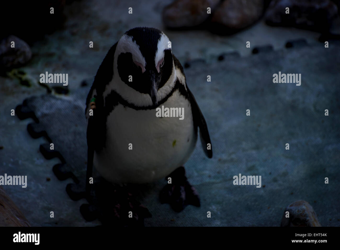 beautiful and funny penguin sun in a peer group Stock Photo - Alamy