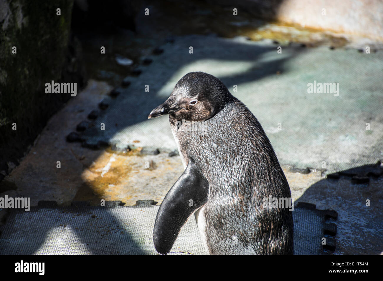beautiful and funny penguin sun in a peer group Stock Photo - Alamy
