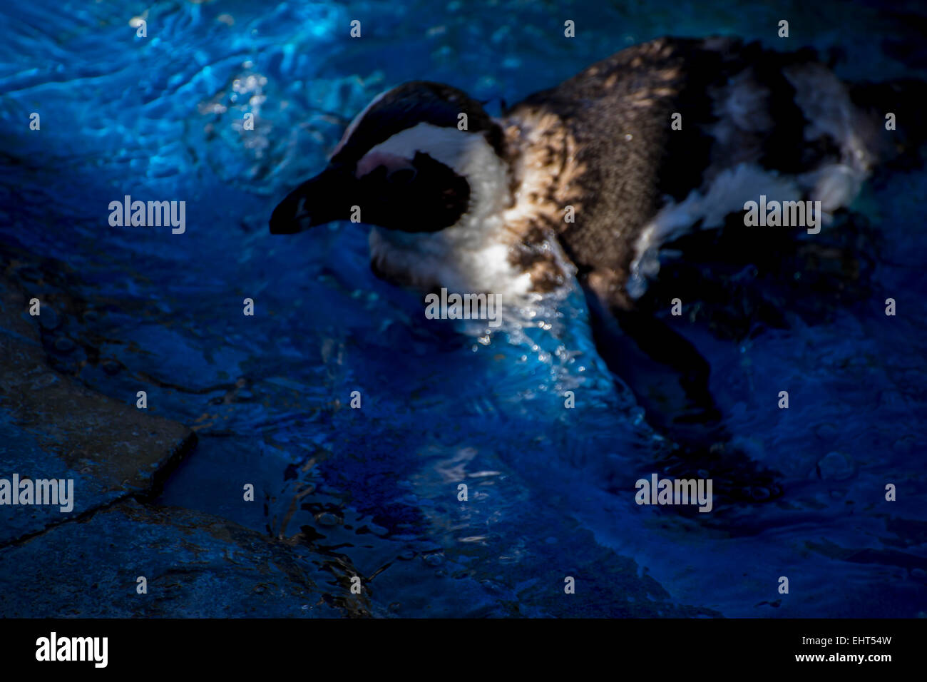 beautiful and funny penguin sun in a peer group Stock Photo - Alamy