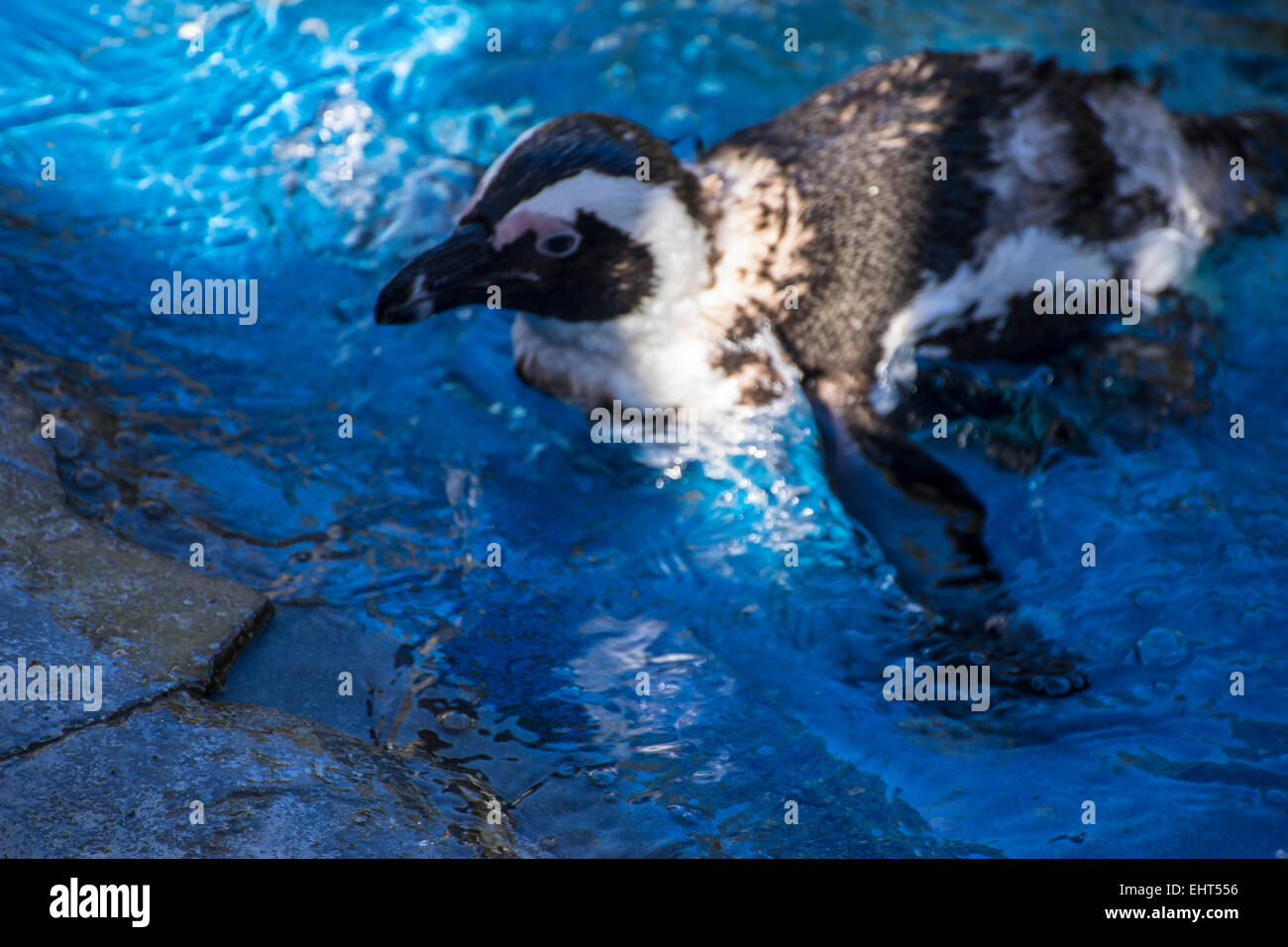 beautiful and funny penguin sun in a peer group Stock Photo - Alamy