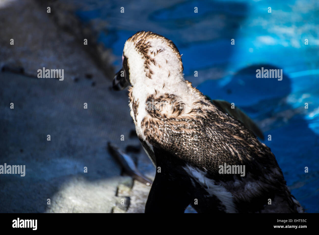 beautiful and funny penguin sun in a peer group Stock Photo - Alamy