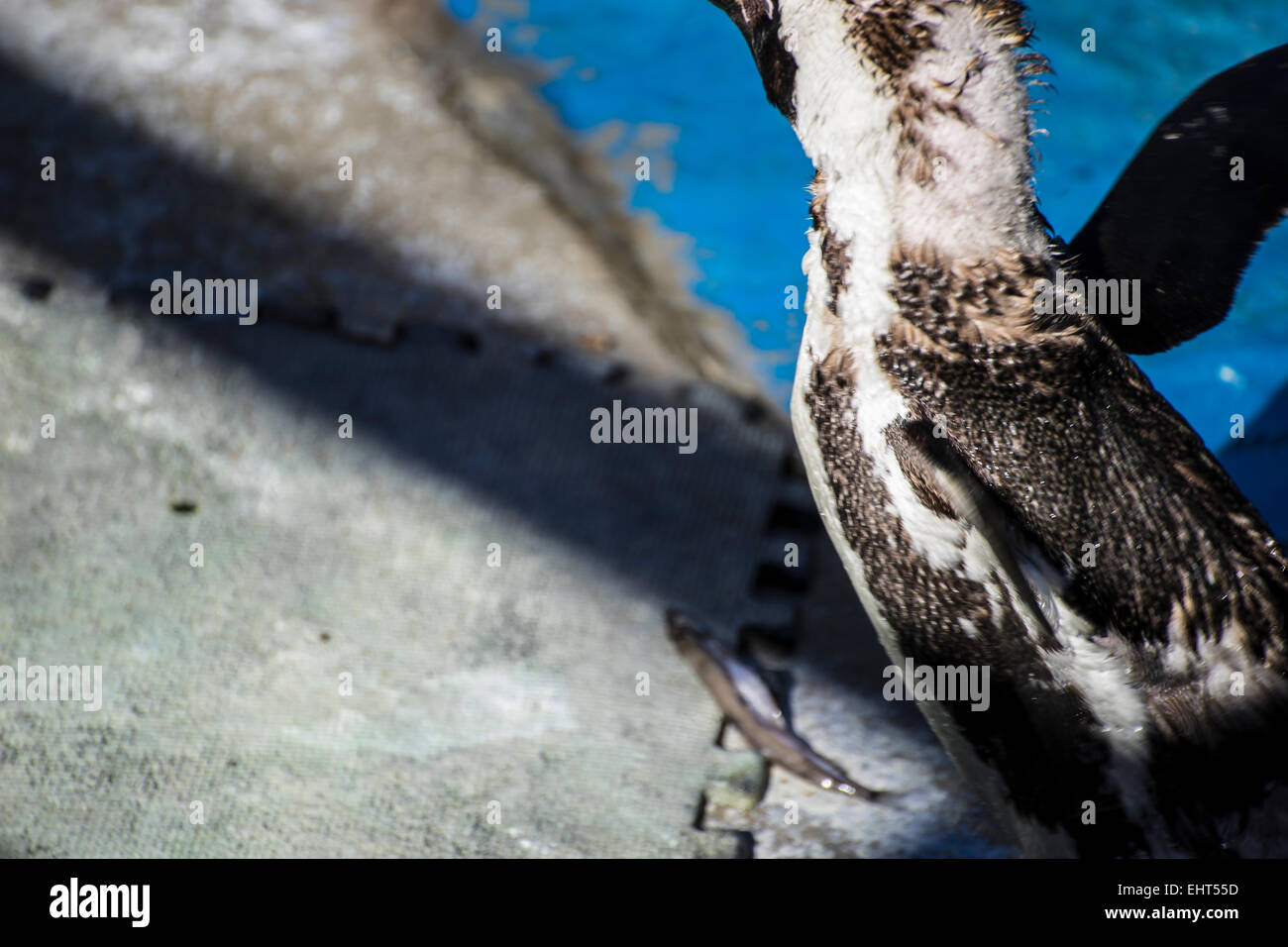 beautiful and funny penguin sun in a peer group Stock Photo - Alamy