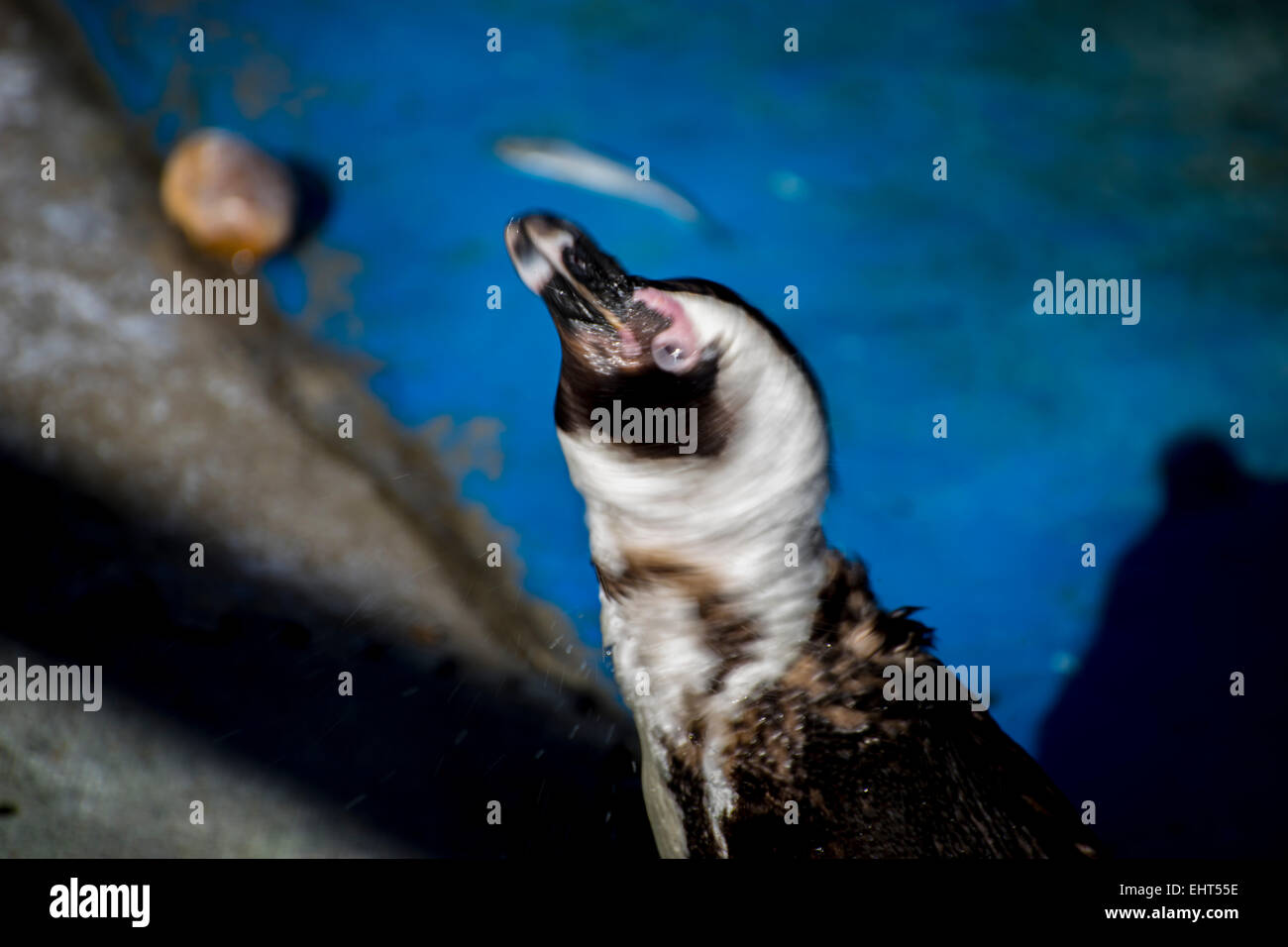 beautiful and funny penguin sun in a peer group Stock Photo - Alamy