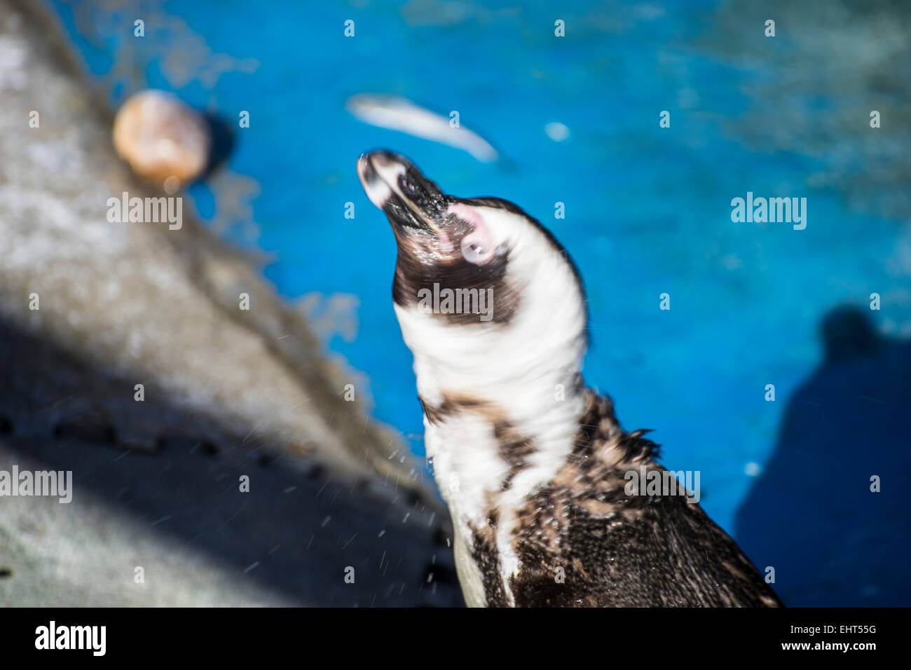 beautiful and funny penguin sun in a peer group Stock Photo - Alamy