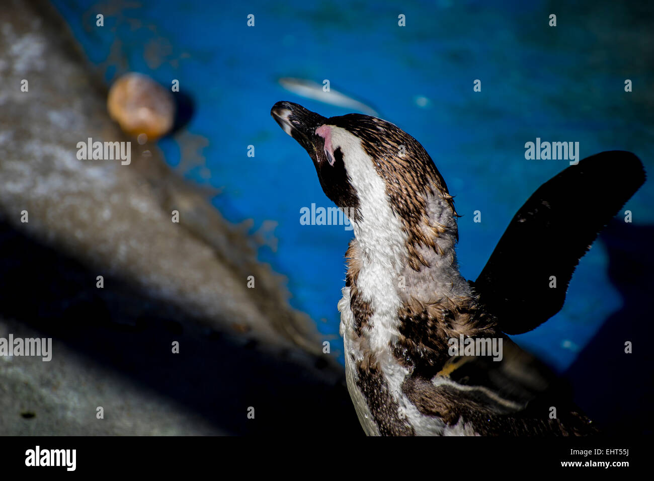 polar, beautiful and funny penguin sun in a peer group Stock Photo - Alamy