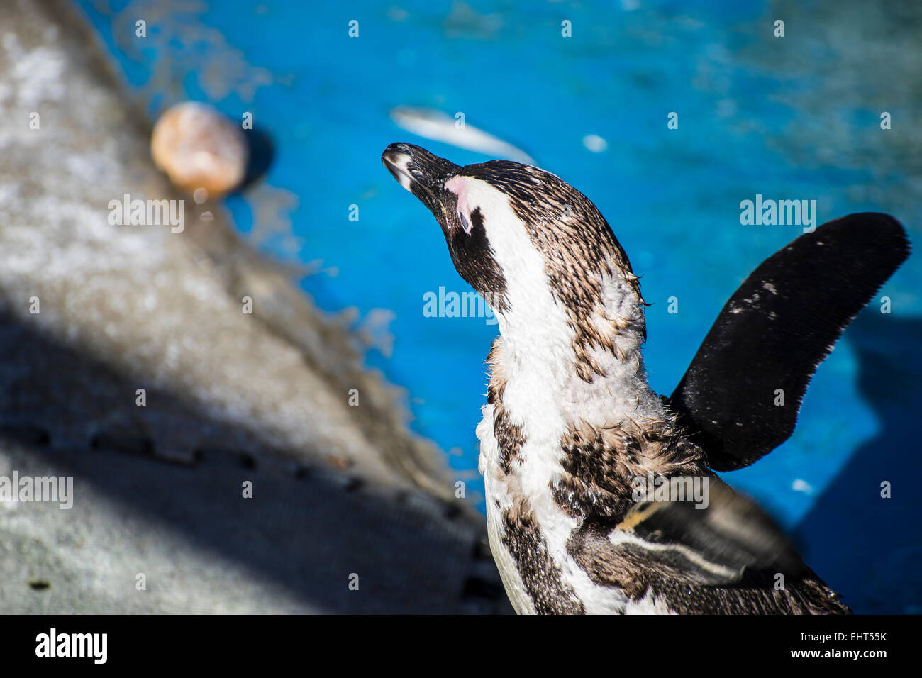 polar, beautiful and funny penguin sun in a peer group Stock Photo - Alamy