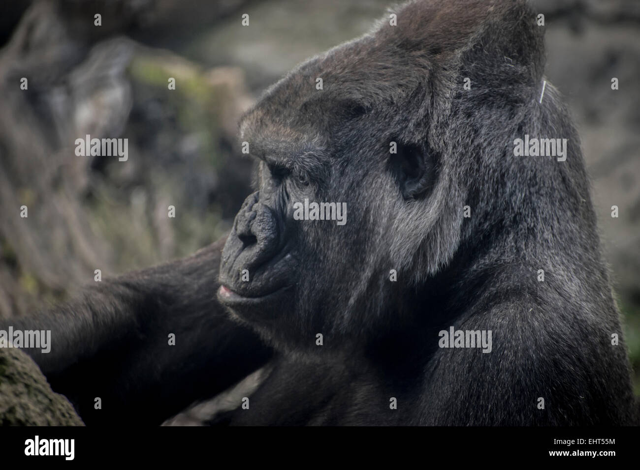 huge and powerful gorilla, natural environment Stock Photo - Alamy