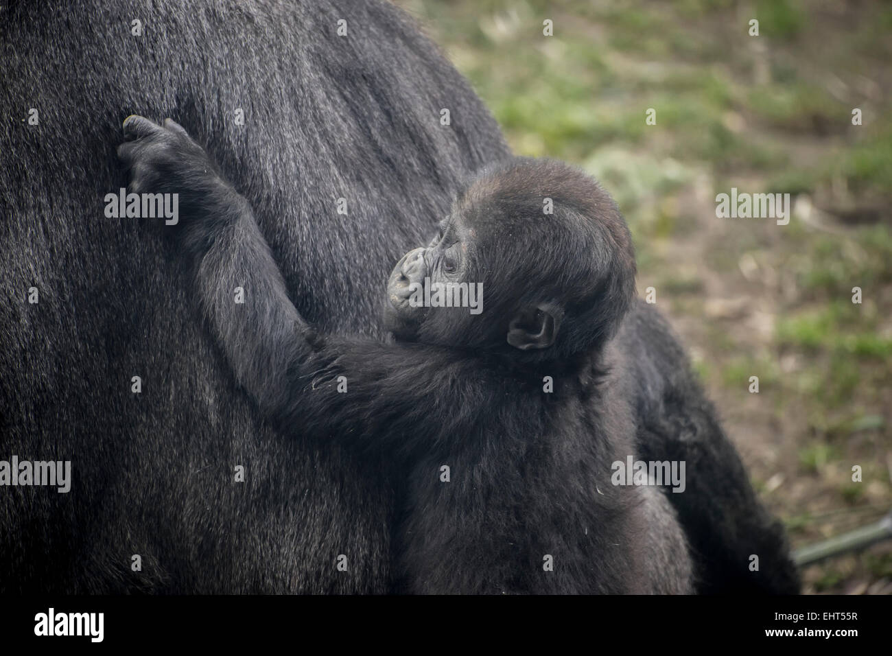 gorilla breeding with her mother, huge and powerful gorilla, natural ...