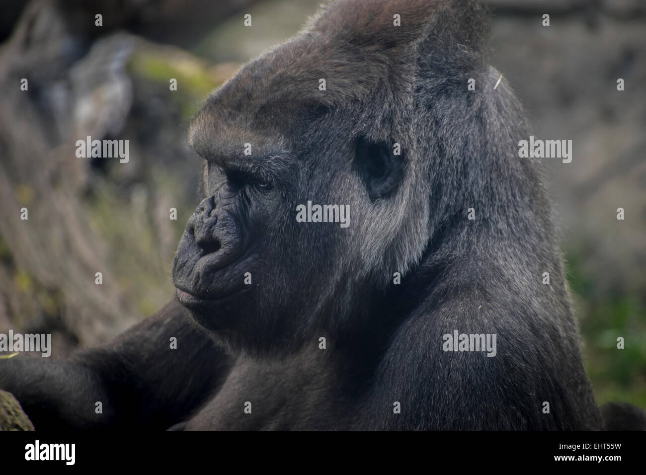 huge and powerful gorilla, natural environment Stock Photo - Alamy