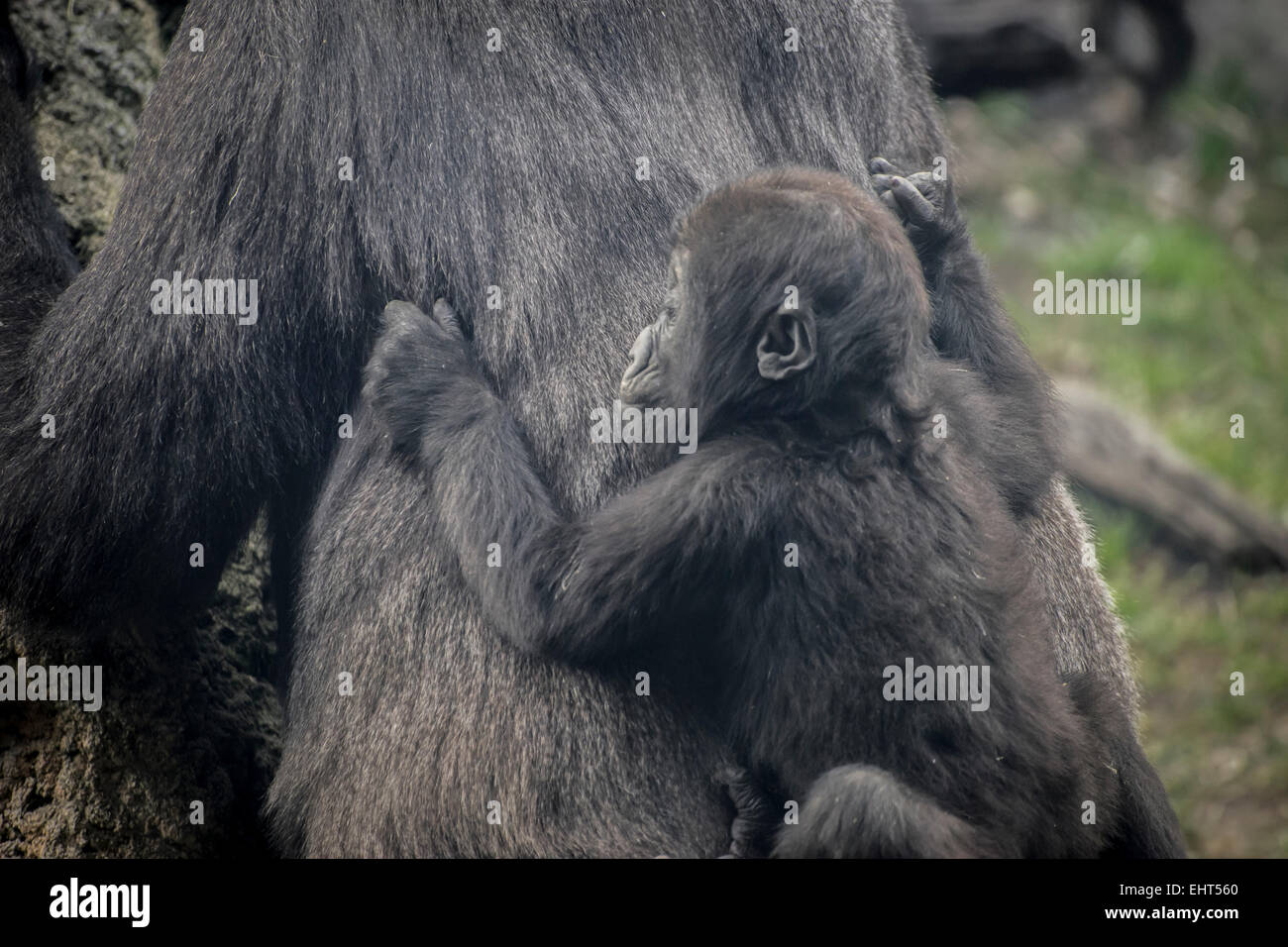 gorilla breeding with her mother, huge and powerful gorilla, natural ...
