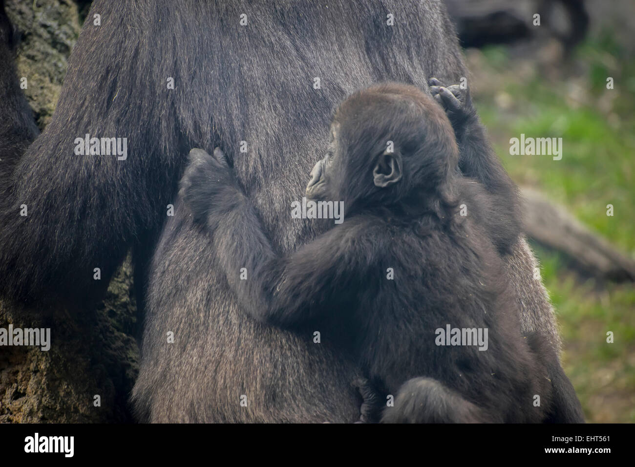 gorilla breeding with her mother, huge and powerful gorilla, natural ...