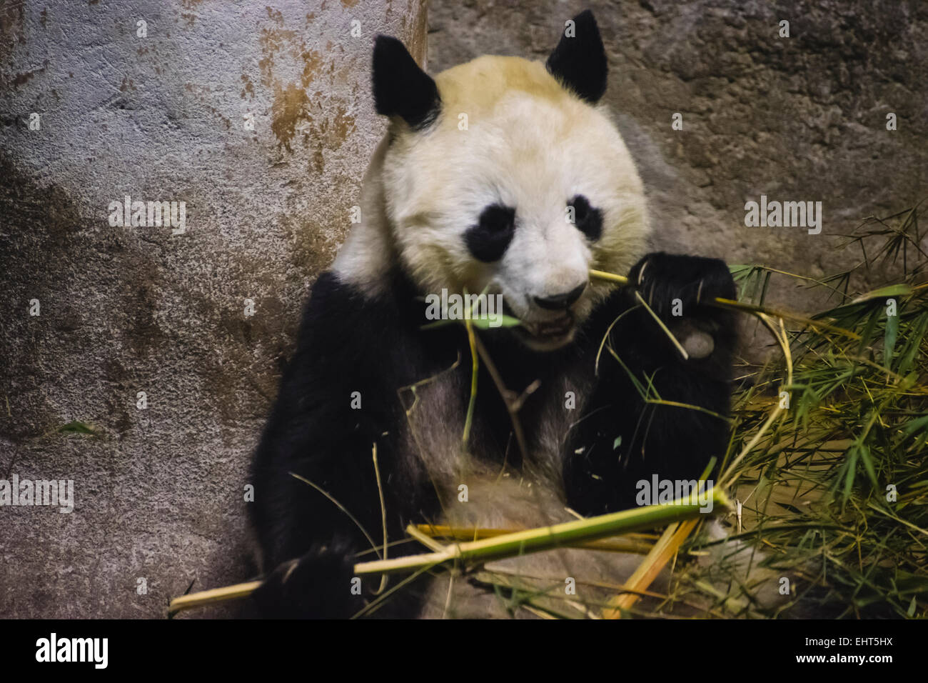 Panda bear eating bamboo Stock Photo - Alamy