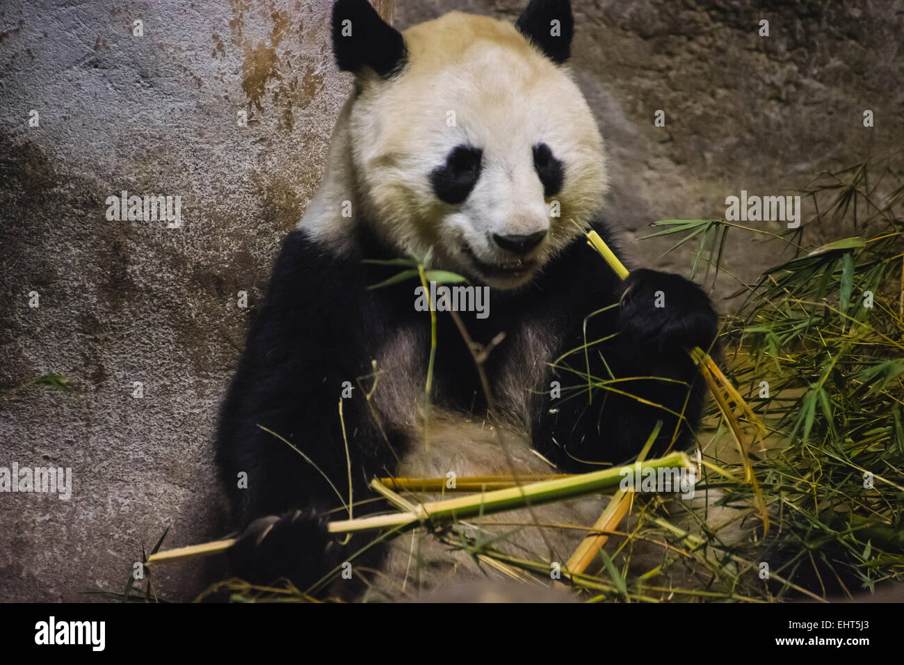 Panda bear eating bamboo Stock Photo - Alamy