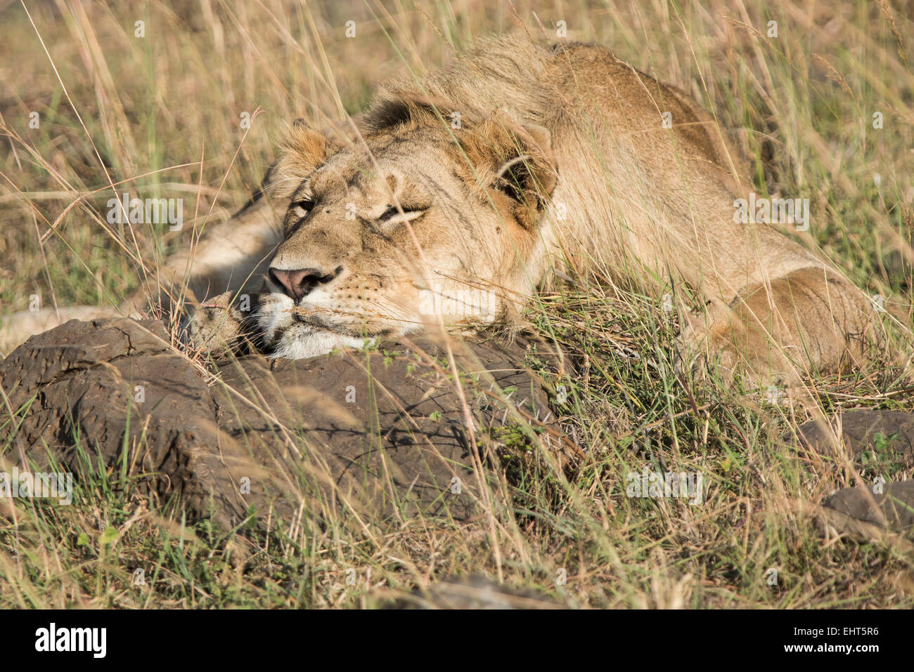 Lion loewe hi-res stock photography and images - Alamy