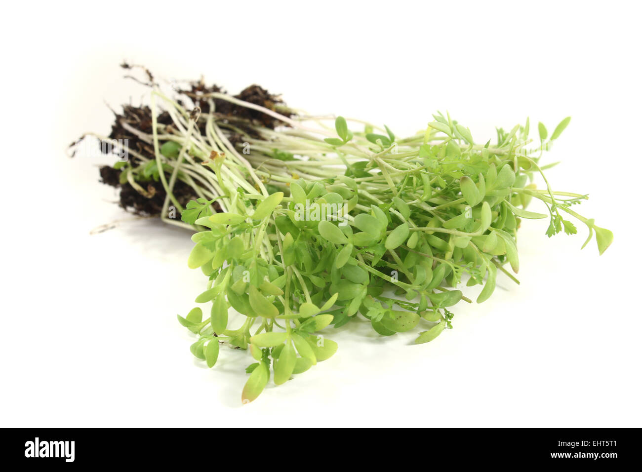 green garden cress Stock Photo - Alamy