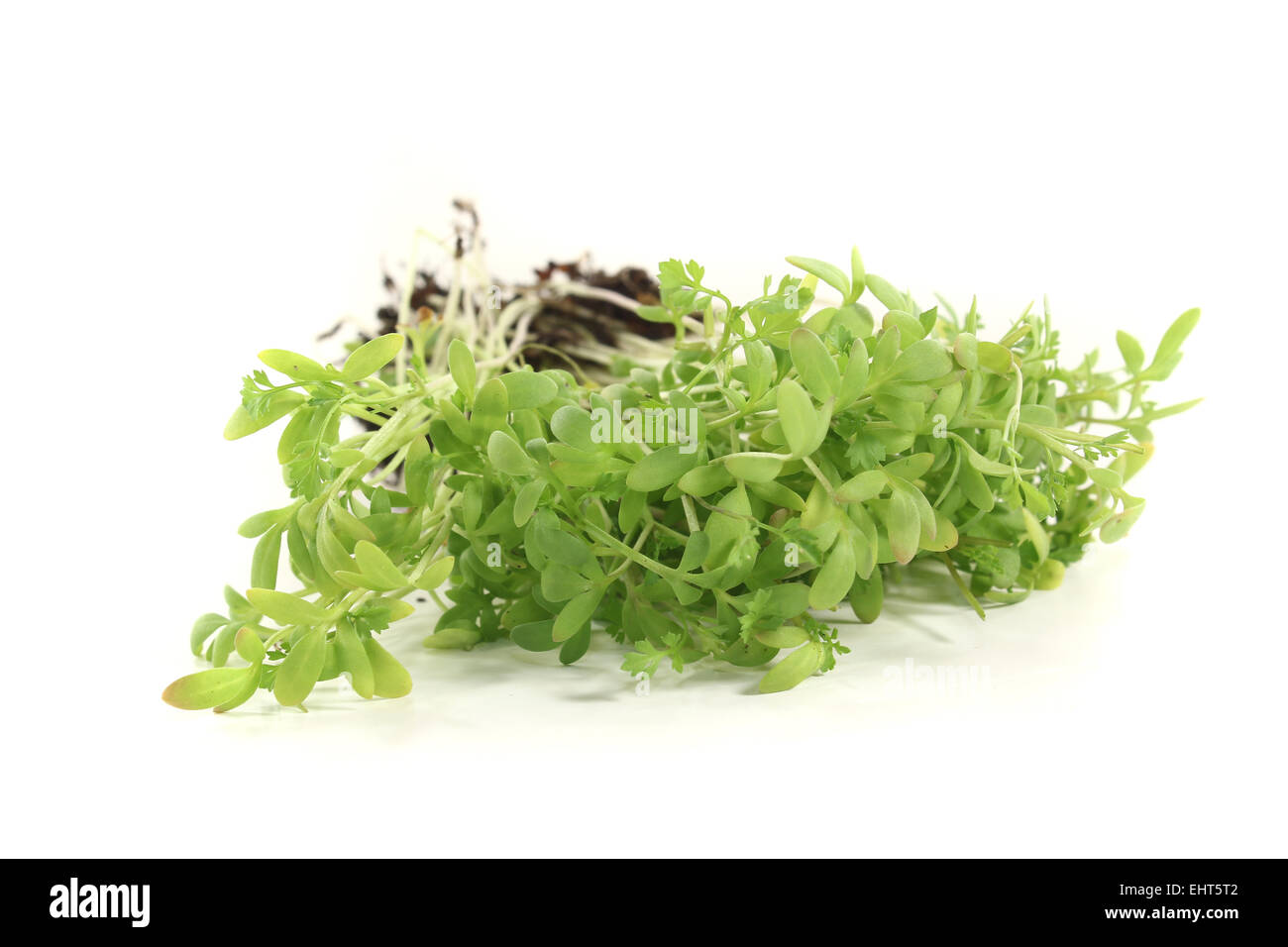 Cress seeds Cut Out Stock Images & Pictures - Alamy
