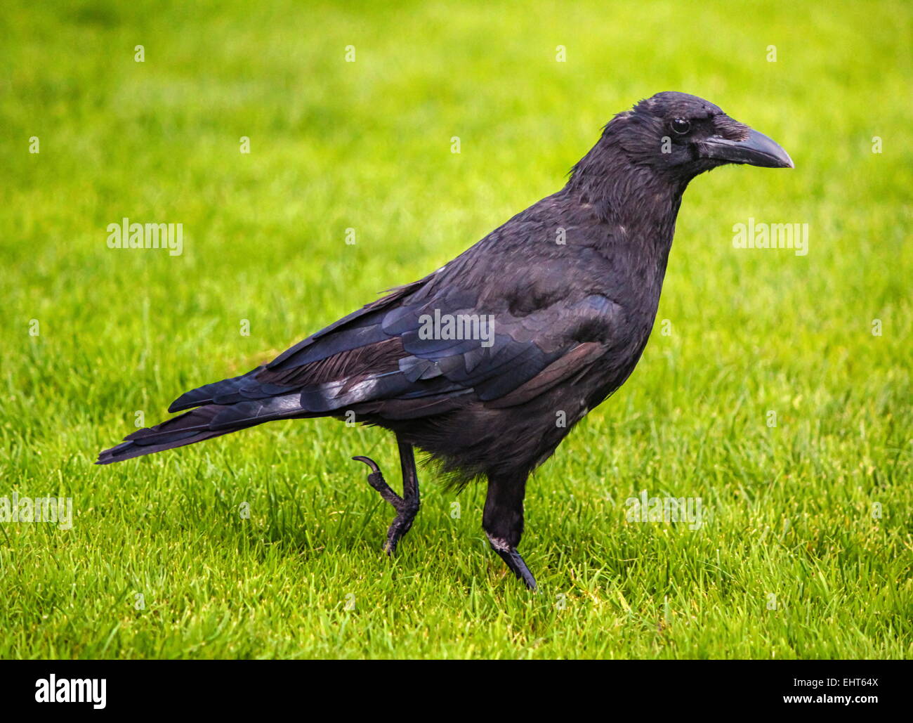 Beautiful black crow walking on green grass Stock Photo - Alamy