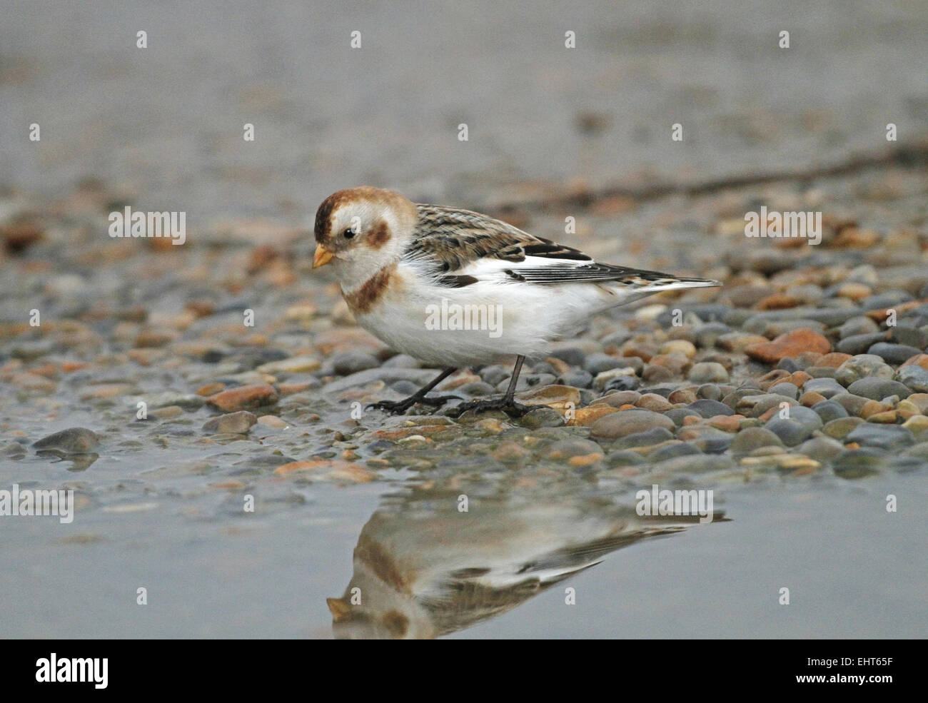 Male Snow Bunting in winter plumage, Salthouse beach, Norfolk Stock ...