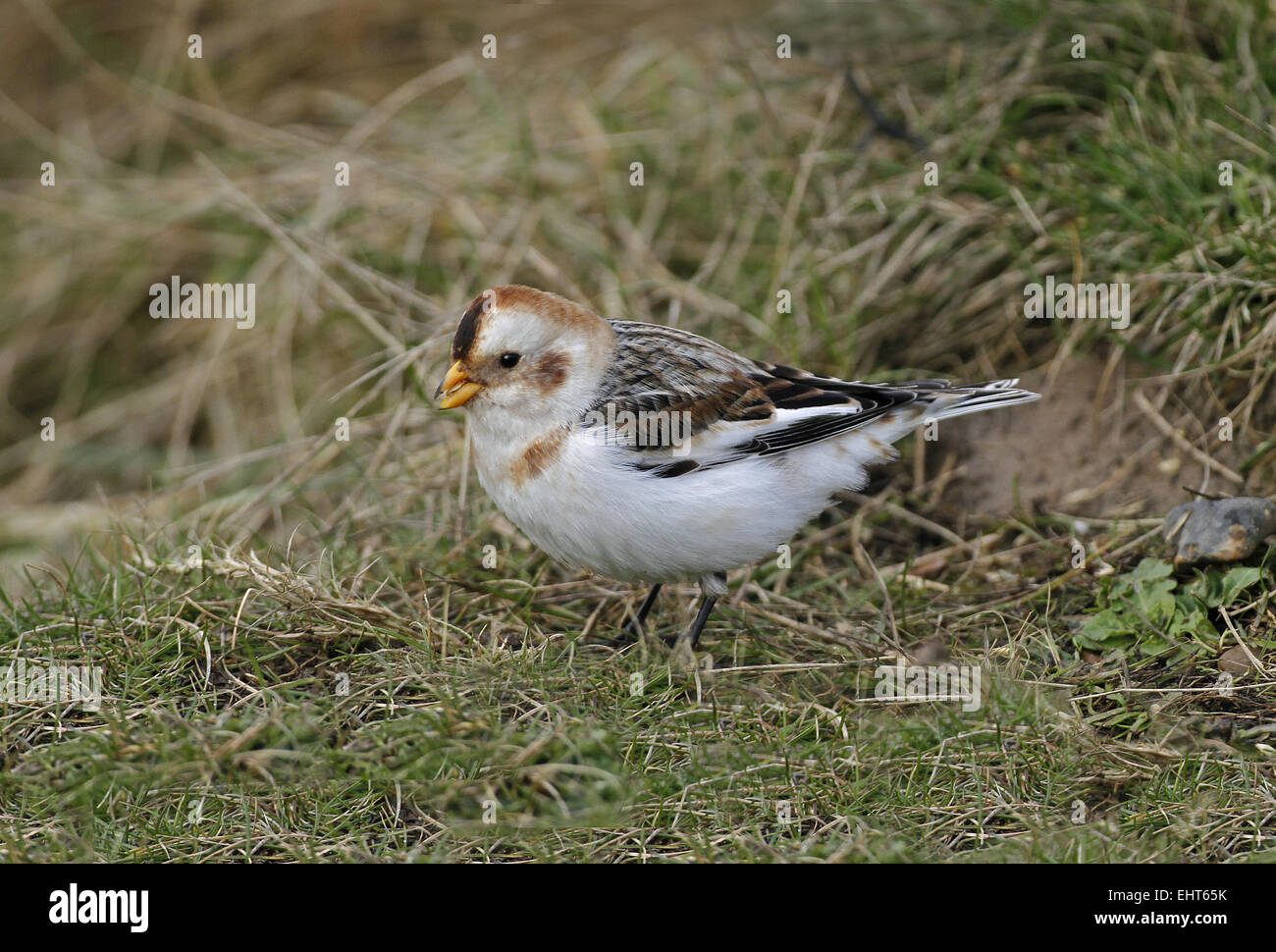 Salthouse beach, Norfolk, UK Stock Photo - Alamy
