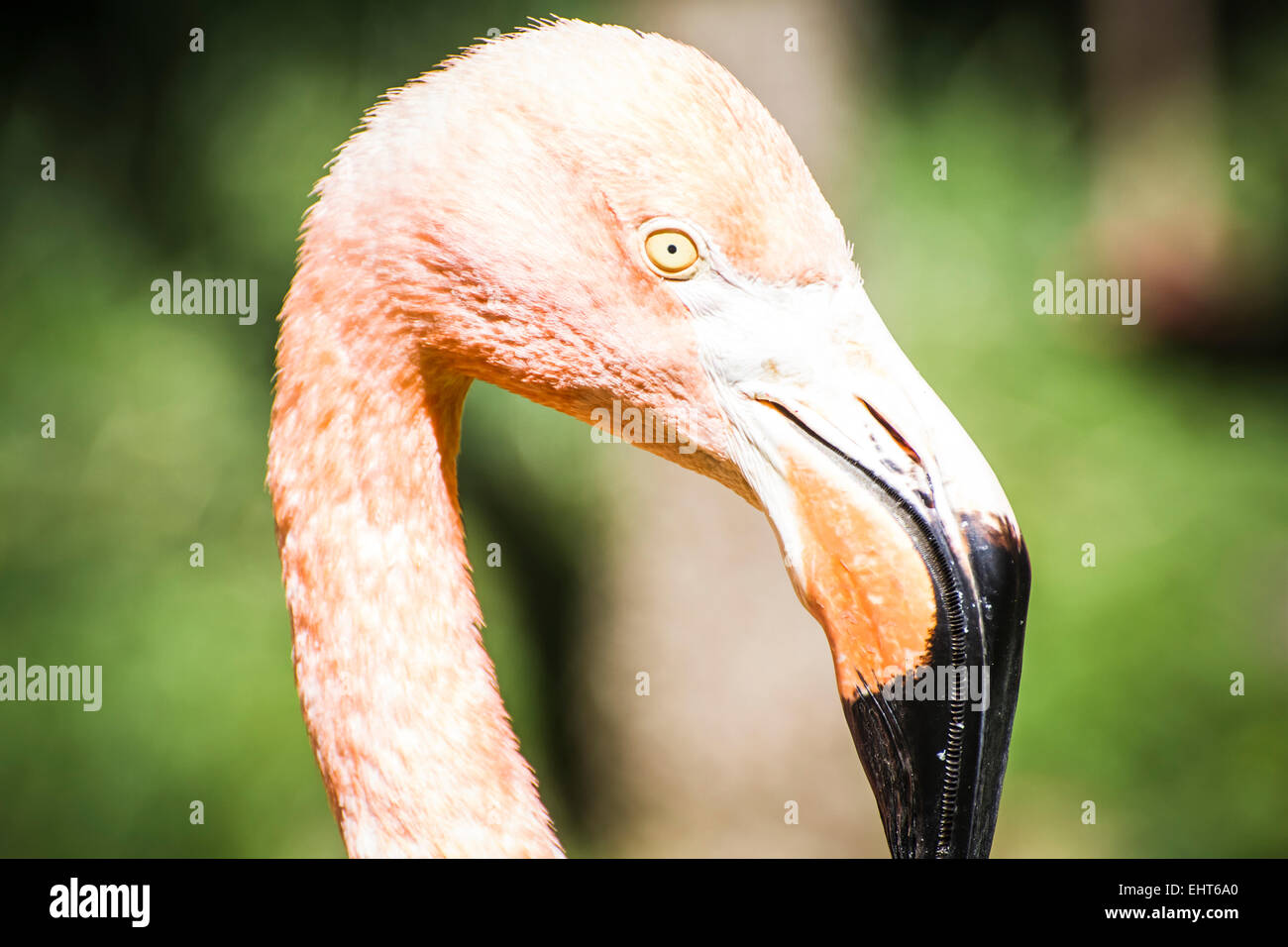 caribbean, detail of flamingo head with long neck Stock Photo - Alamy