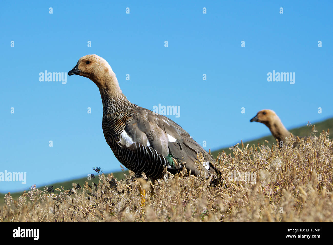 Falkland island wildlife hi-res stock photography and images - Alamy