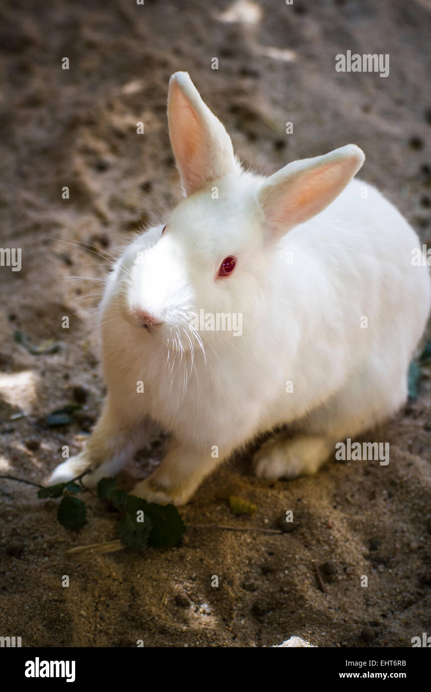 Rabbit, small mammal in a zoo park Stock Photo - Alamy